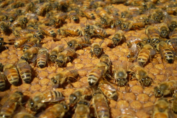 John L. Guilfoyle | Western Australia's Home of Beekeeping